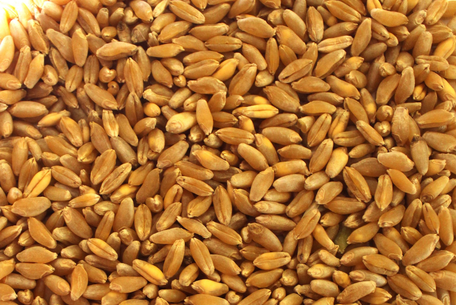 Seeds: Spelt, Durum, Emmer, Einkorn | Südwestdeutsche Saatzucht